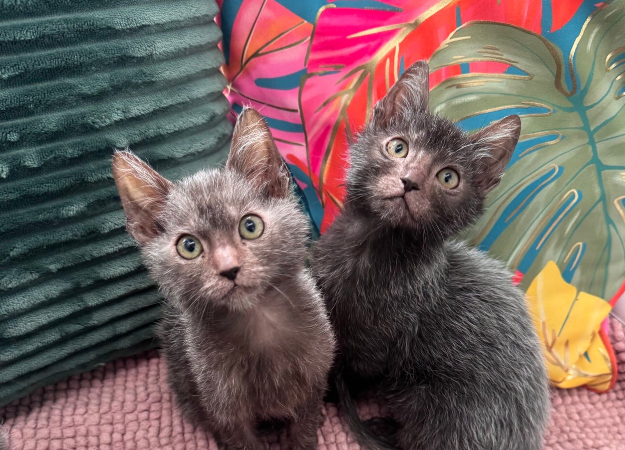 Lykoi Kittens For Sale | Lykoi Cats | Lykoi Breeder