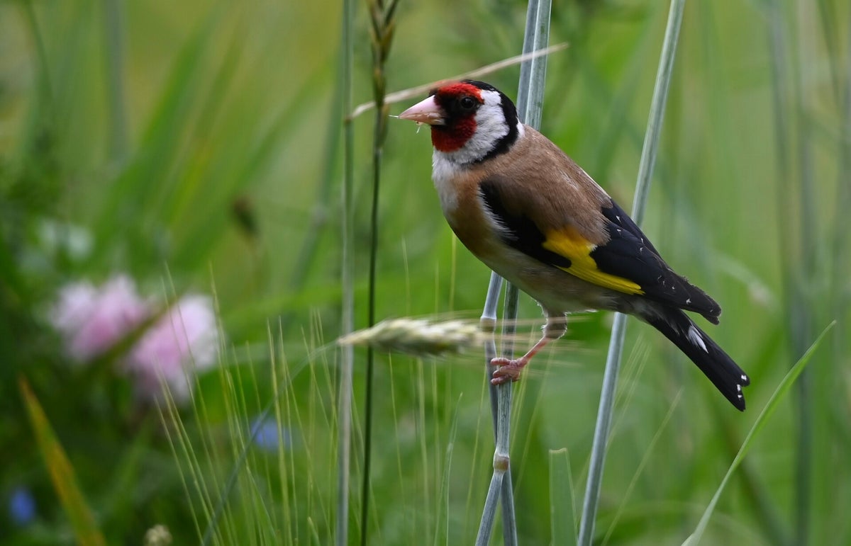 wild & natuur | fotofrank