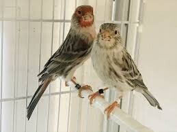 The Many Breeds of Canaries | Maryland All Canary Club