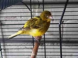 The Many Breeds of Canaries | Maryland All Canary Club
