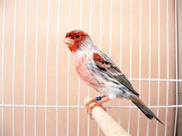 The Many Breeds of Canaries | Maryland All Canary Club