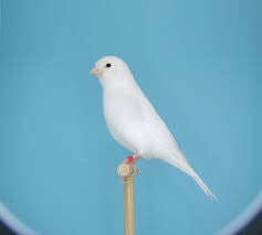 The Many Breeds of Canaries | Maryland All Canary Club