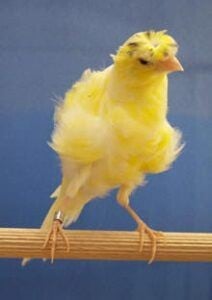 The Many Breeds of Canaries | Maryland All Canary Club