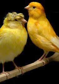 The Many Breeds of Canaries | Maryland All Canary Club