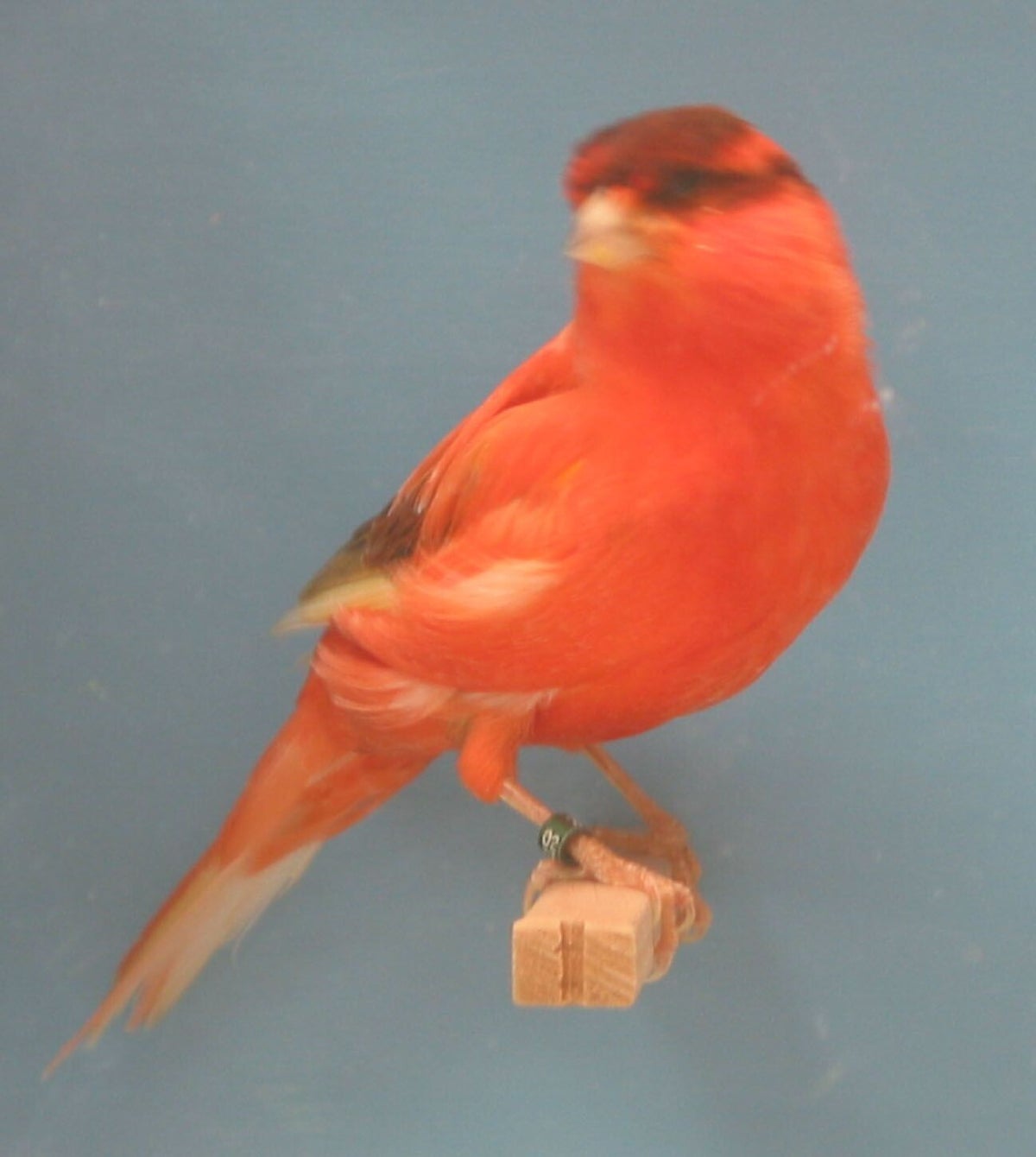 The Many Breeds of Canaries | Maryland All Canary Club
