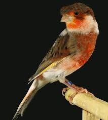 The Many Breeds of Canaries | Maryland All Canary Club