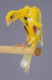 The Many Breeds of Canaries | Maryland All Canary Club