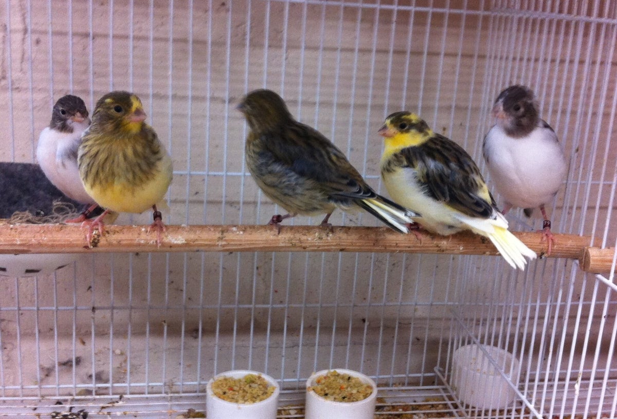 The Many Breeds of Canaries | Maryland All Canary Club