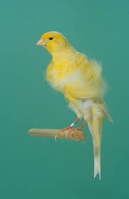 The Many Breeds of Canaries | Maryland All Canary Club