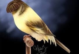 The Many Breeds of Canaries | Maryland All Canary Club