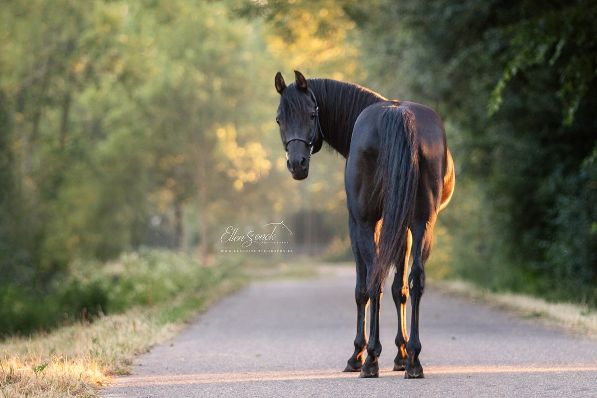 KI informatie / Ter Dekking / Ag Al Shatan | agalshatan