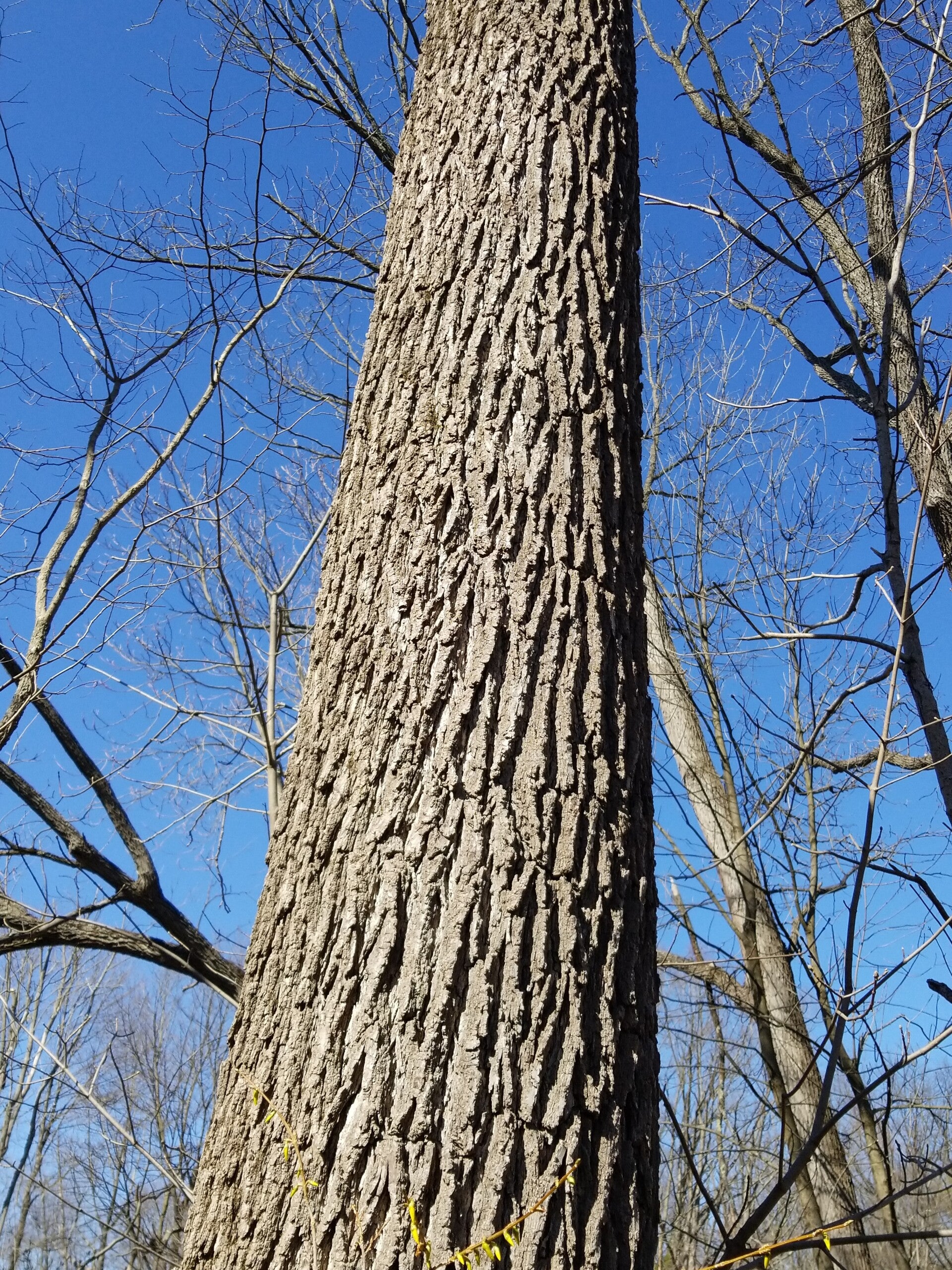 .Black Walnut Syrup. / .Tree·To·Table Syrups. | Ethical Asana