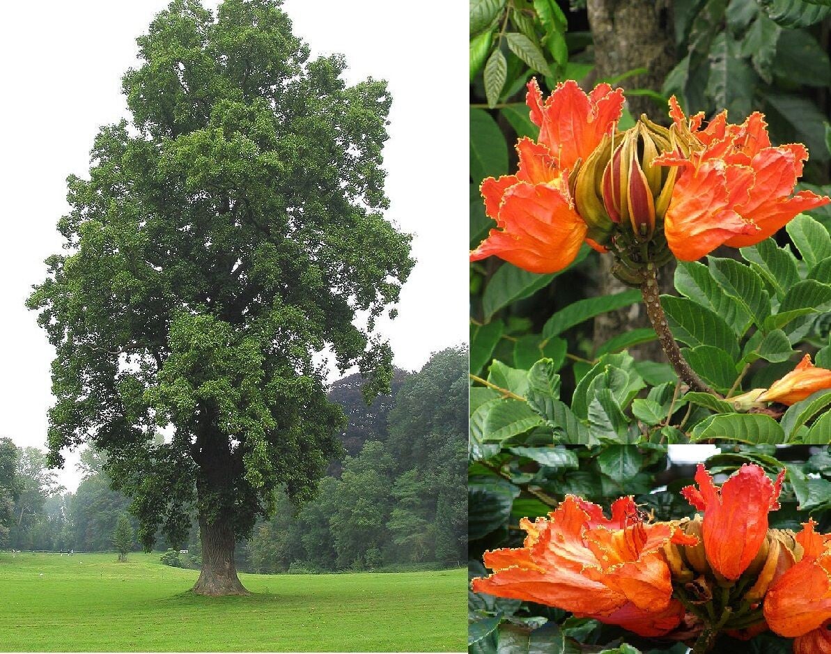 Shade Trees / Heirloom Nursery | D/G Nursery & Garden