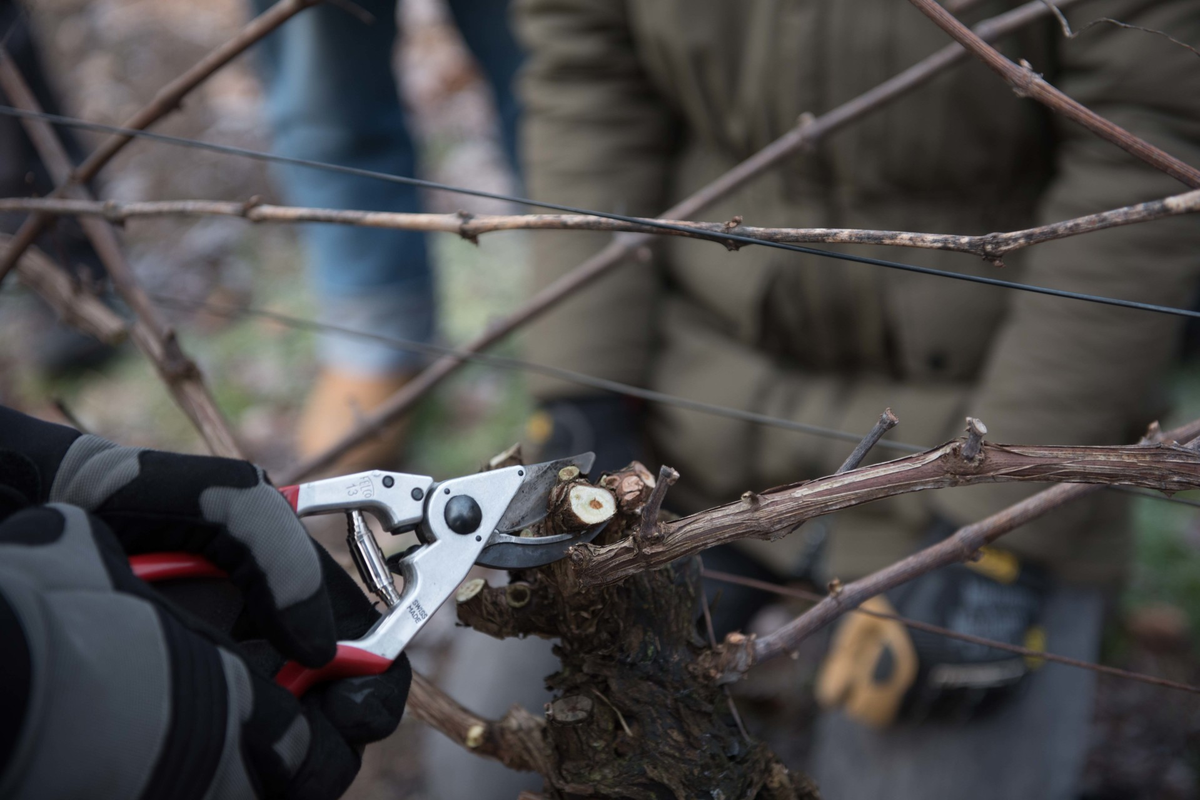 Basiscursus Zachte Snoei. 9 december 2023 | wijnwinkel