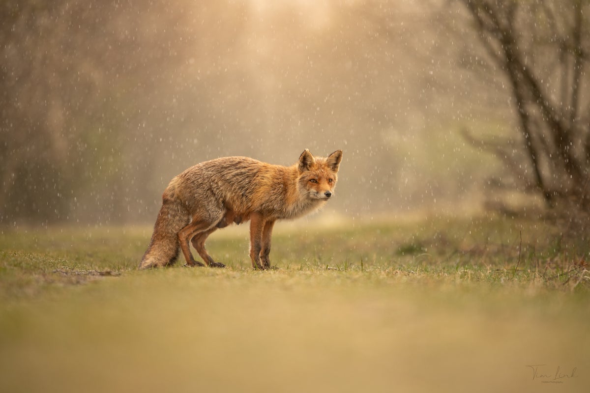 Contact | Tim Link Wildlife Photography