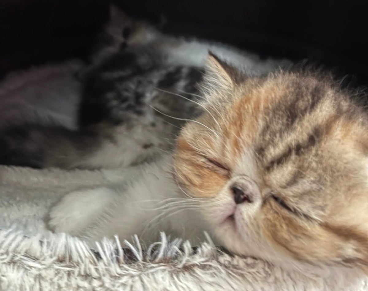 CatPro