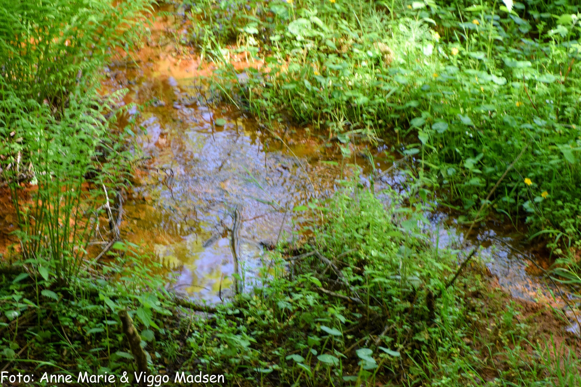 Almind Sø, Silkeborg / Oversigt over gode steder at besøge / Oplev ...