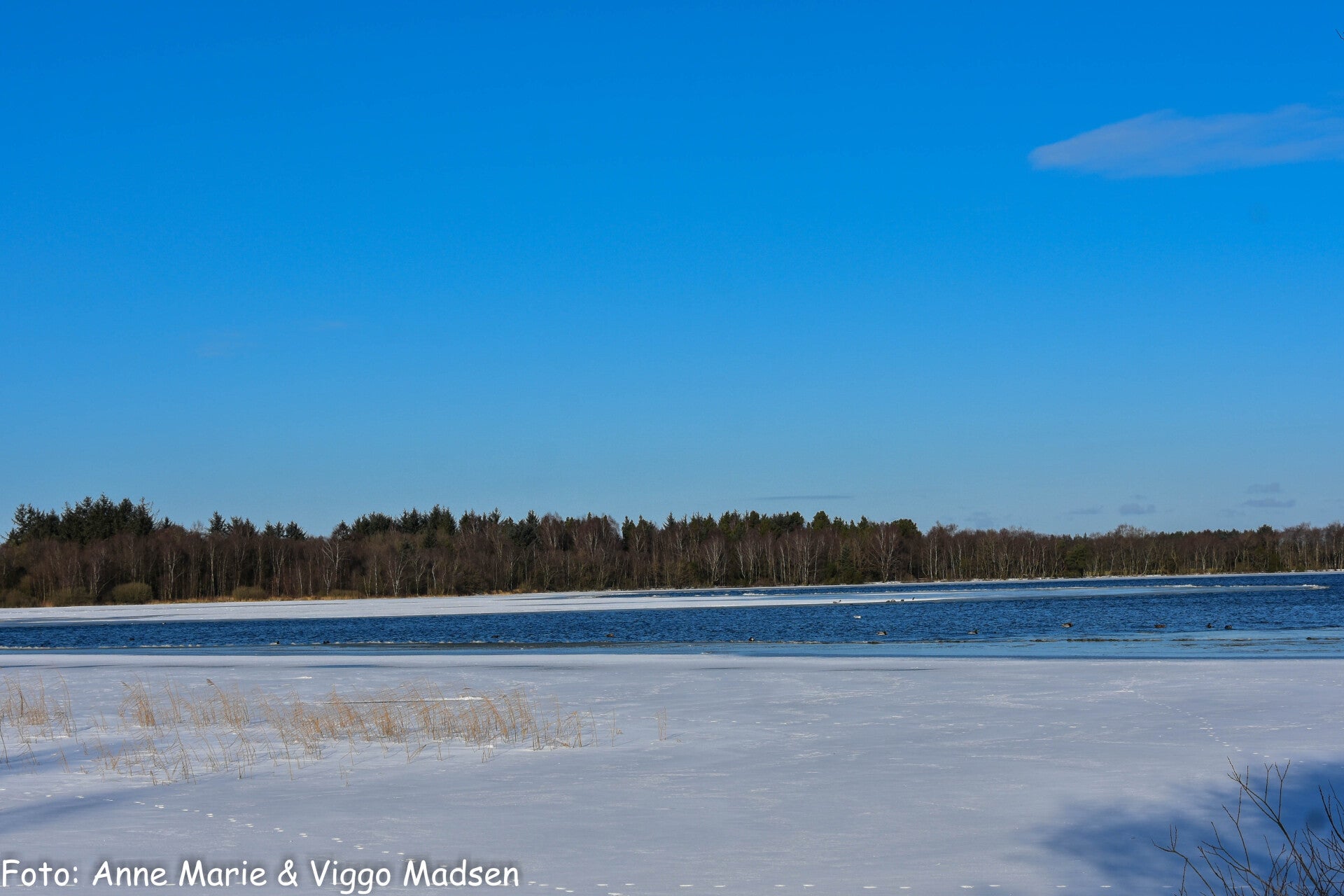 Kvie Sø / Oversigt over gode steder at besøge / Oplev naturen i Danmark ...