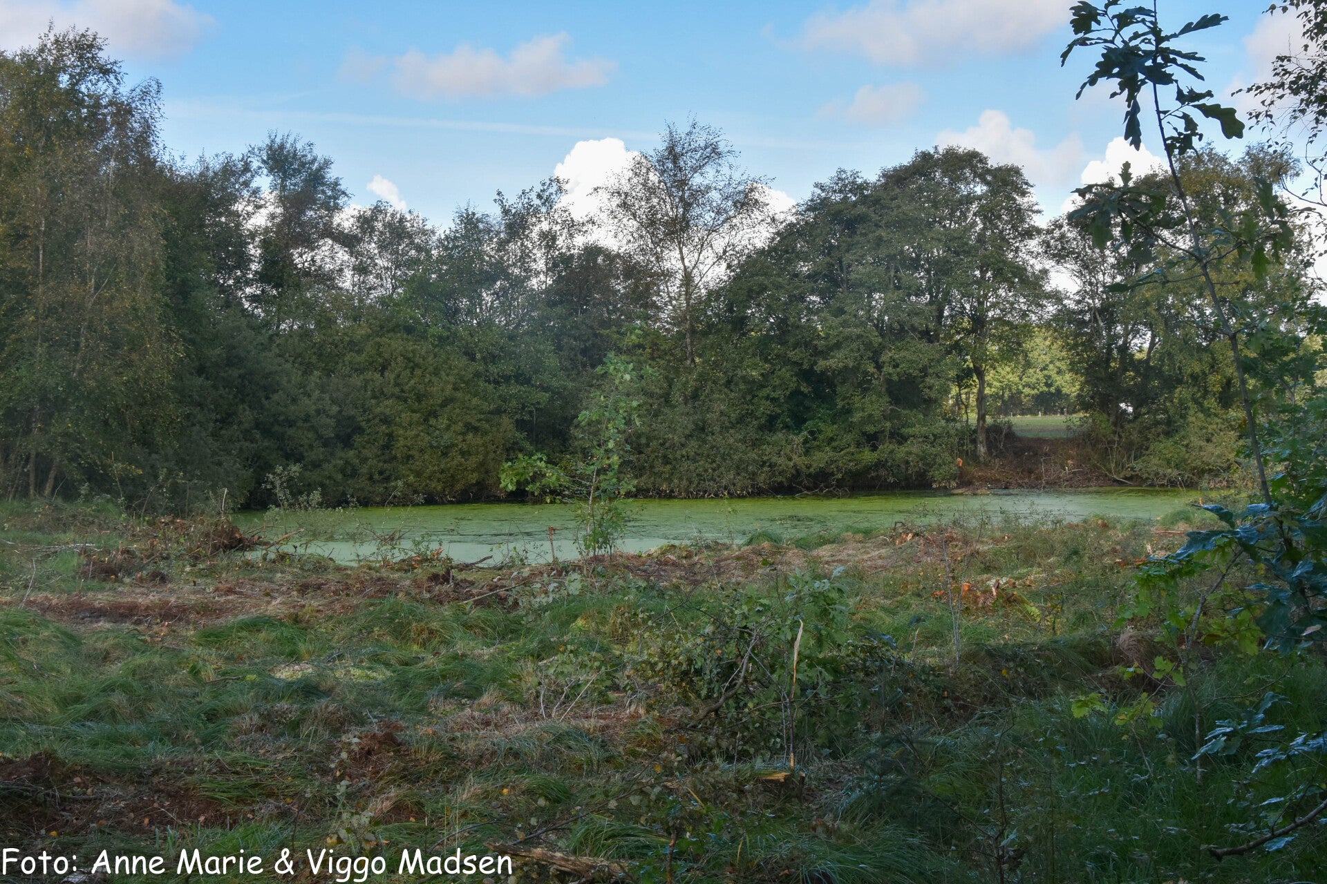 Kvie Sø / Oversigt over gode steder at besøge / Oplev naturen i Danmark ...