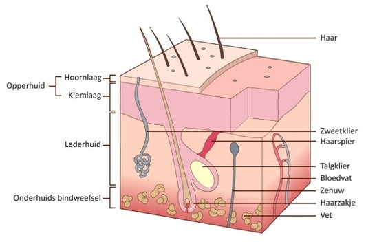 1.1. De huid / K10 Bescherming / Bovenbouw vmbo | biologie voor het ...