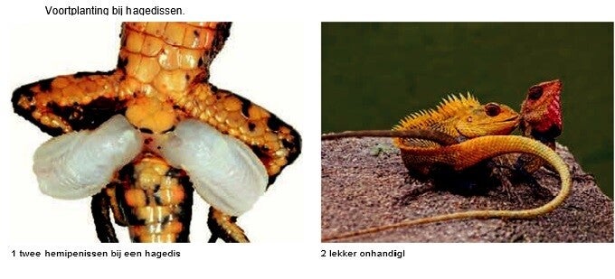 geslachtelijke voortplanting bij dieren / Voortplanting bij planten en ...