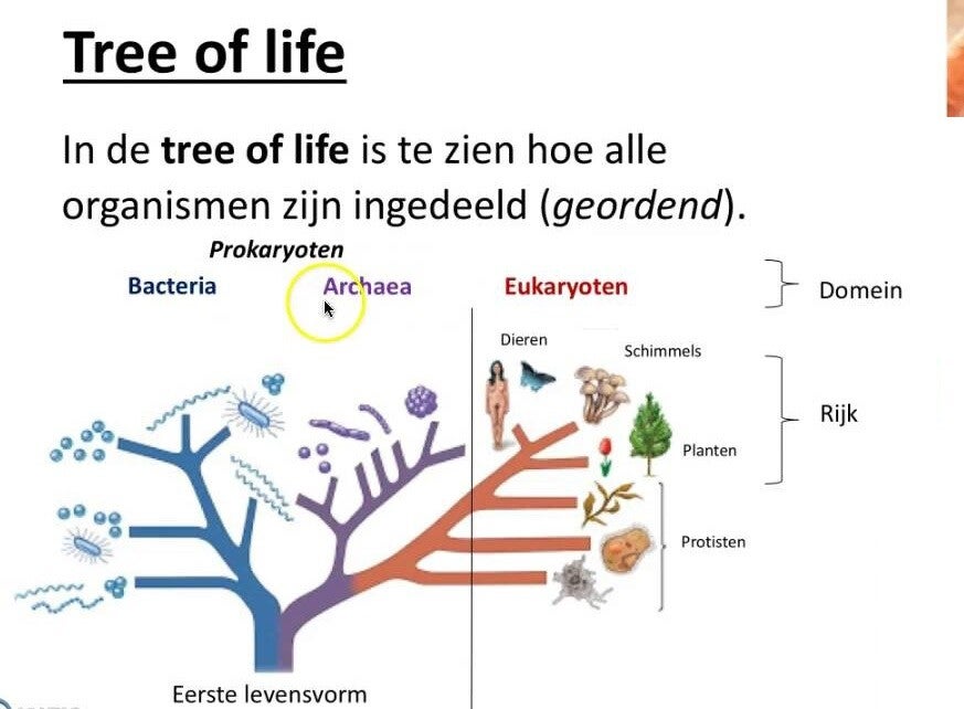 Indelen in steeds kleinere groepen / Ordening H/V / Onderbouw ...
