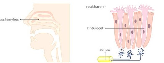 1.4. Ruiken en proeven / K11 Zintuigen. / Bovenbouw vmbo | biologie ...