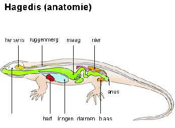 Reptielen / Gewervelden / Eukaryoten - dierenrijk / Taxonomie / Havo ...