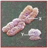1.2. Mitose en meiose / K13 Erfelijkheid en evolutie / Bovenbouw vmbo ...