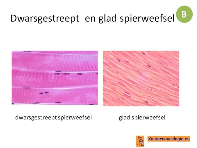 Weefsels / Van groot naar klein / Havo/Vwo 3 | biologie voor het ...