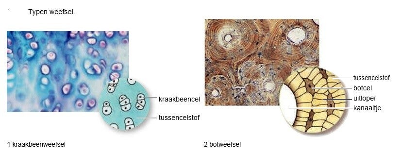Bot en kraakbeen / Stevigheid en beweging / Onderbouw | biologie voor ...