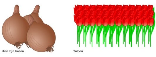 1.9. Bollen en knollen. / K6 Plant en dier / Bovenbouw vmbo | biologie ...