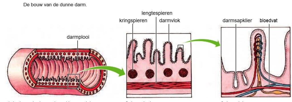Organen voor de vertering / Voeding en vertering / Onderbouw | biologie ...