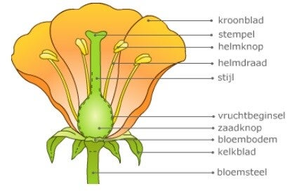 1.7.Bouw van zaadplanten / K6 Plant en dier / Bovenbouw vmbo | biologie ...