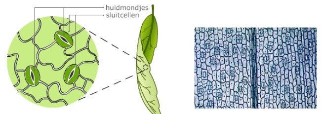 1.7.Bouw van zaadplanten / K6 Plant en dier / Bovenbouw vmbo | biologie ...