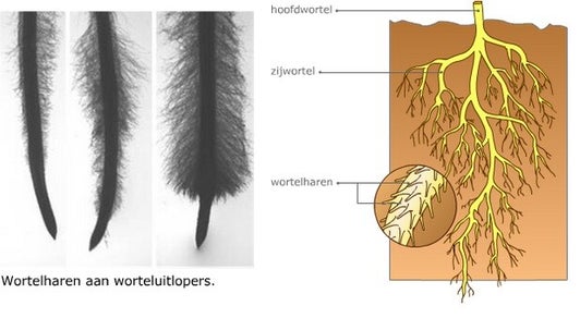 1.11. Plantenweefsels / K6 Plant en dier / Bovenbouw vmbo | biologie ...