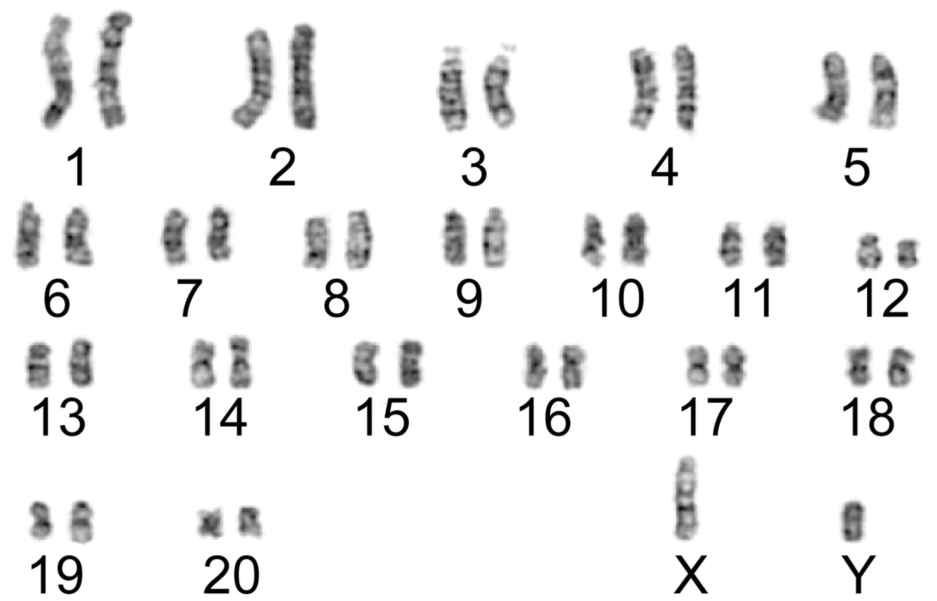 1.2. Mitose en meiose / K13 Erfelijkheid en evolutie / Bovenbouw vmbo ...