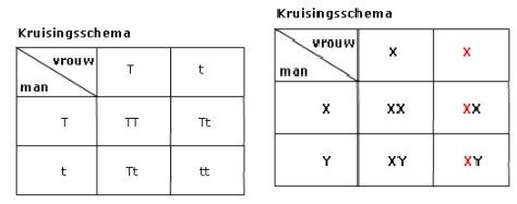 1.5. Erfelijkheidsadvies / K13 Erfelijkheid en evolutie / Bovenbouw ...