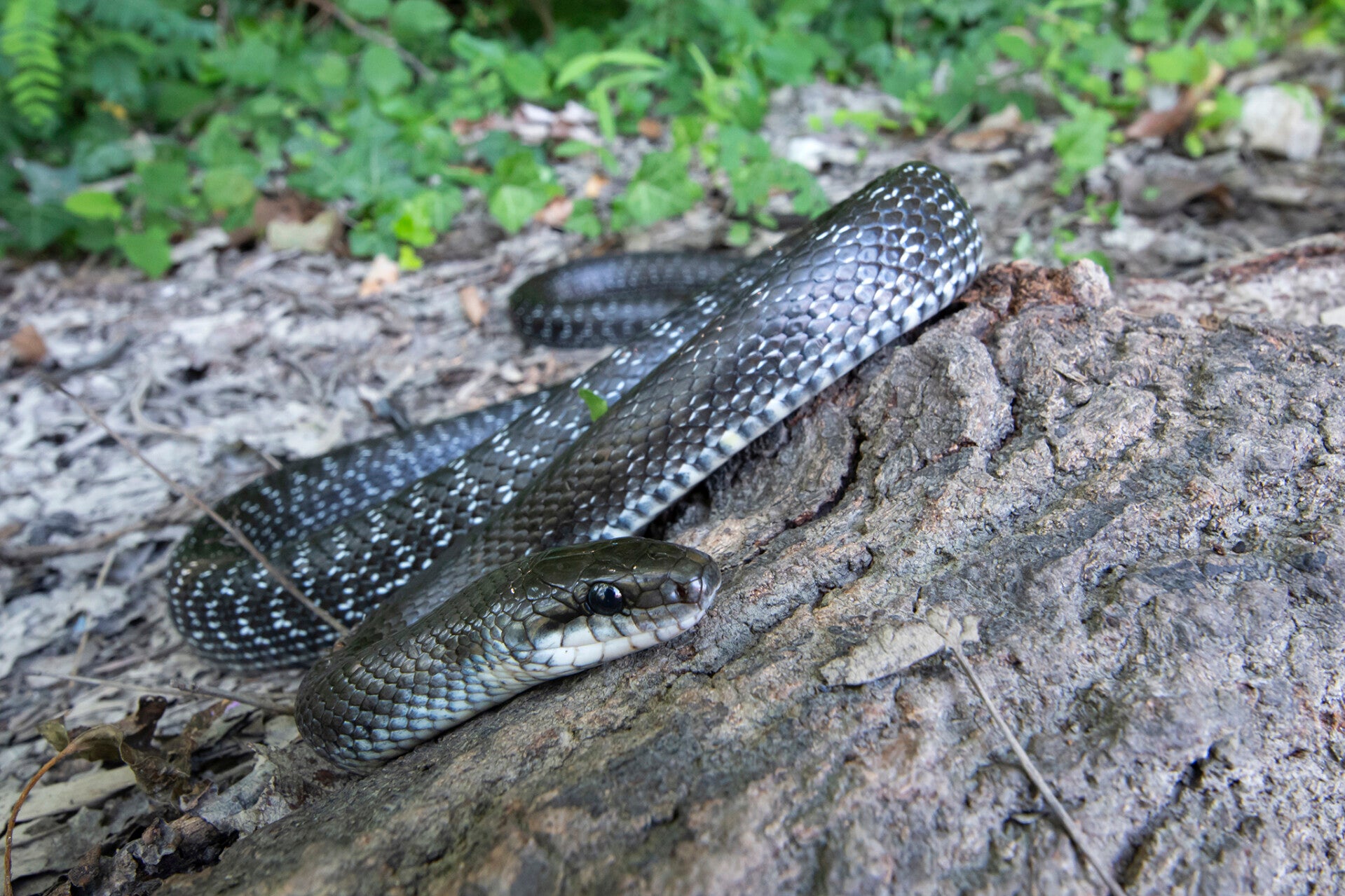 Couleuvre d'Esculape - Zamenis longissimus