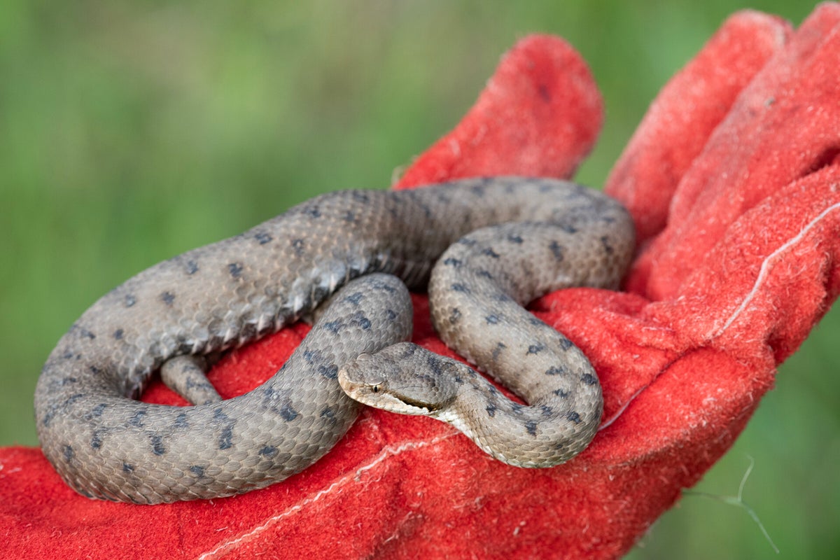 Serpents de France