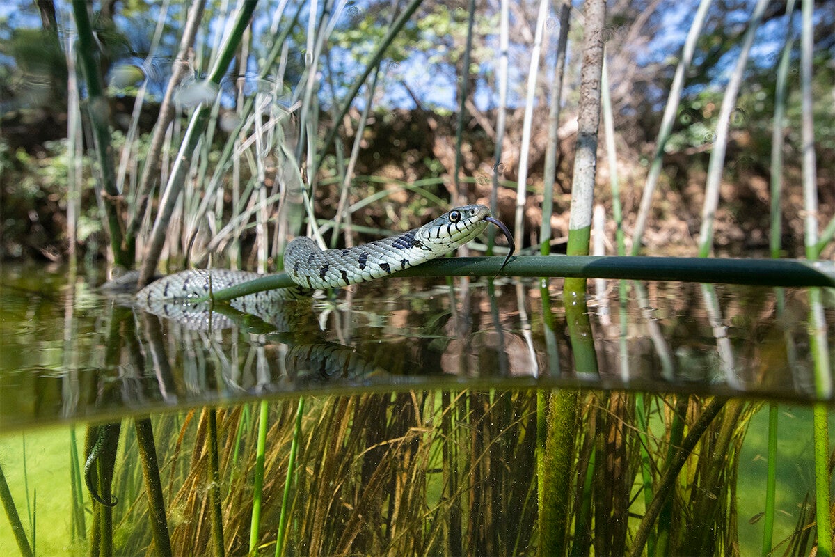 Couleuvre helvétique - Natrix helvetica