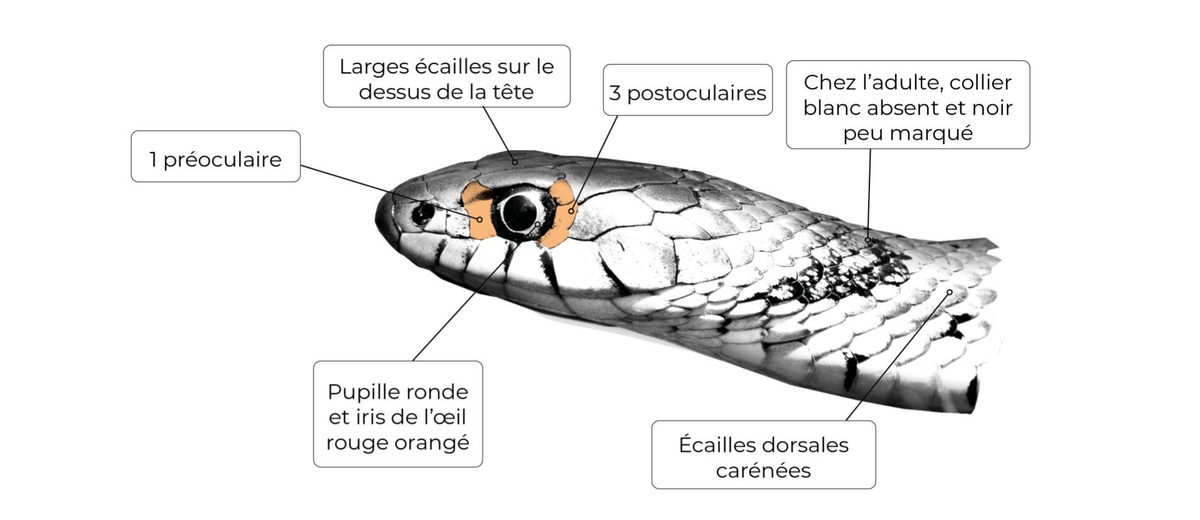 Couleuvre ibérique - Natrix astreptophora