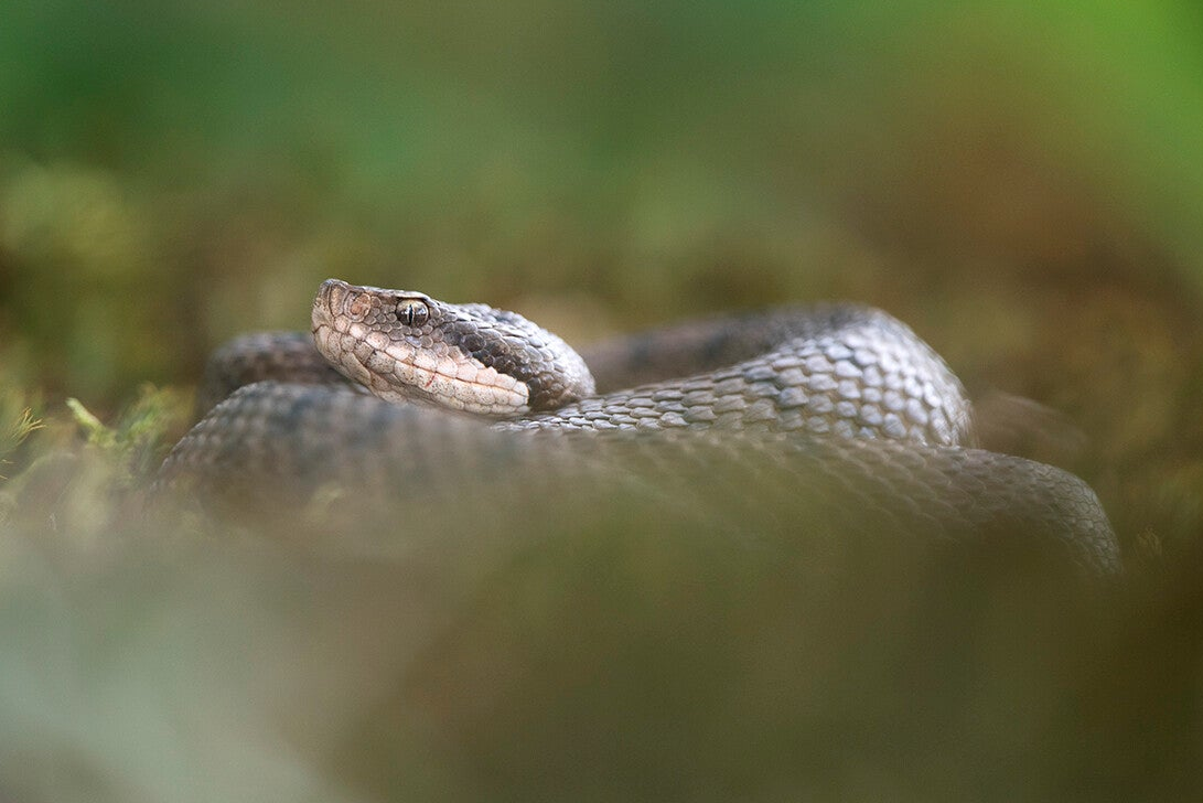 Couleuvres et vipères de France métropolitaine - French snakes
