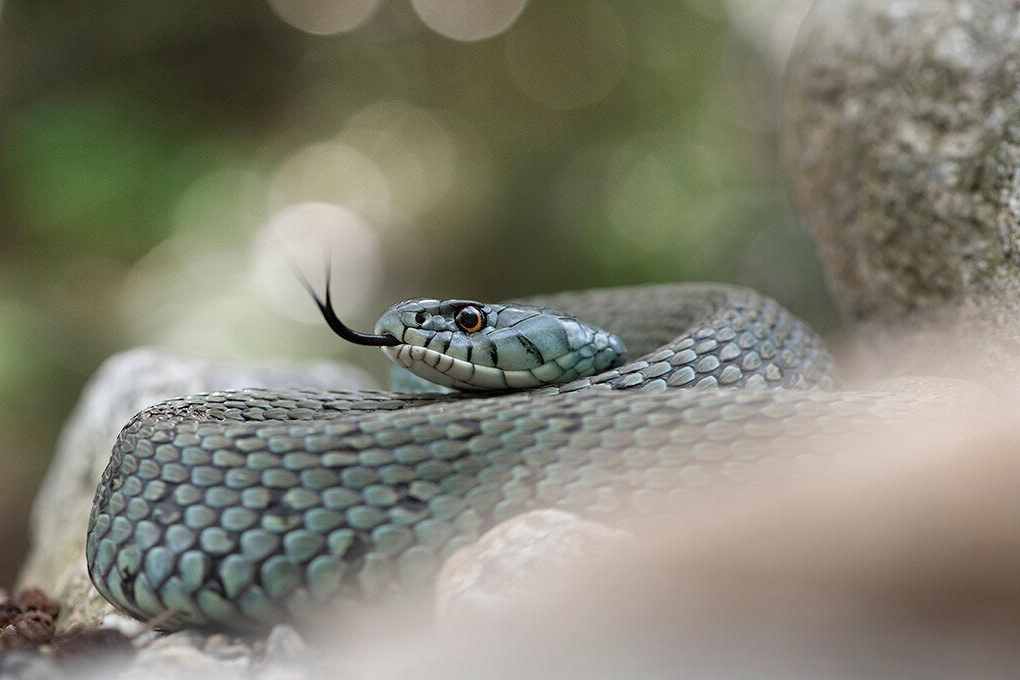 Couleuvres et vipères de France métropolitaine - French snakes