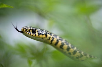 Couleuvre verte et jaune - Hierophis viridiflavus