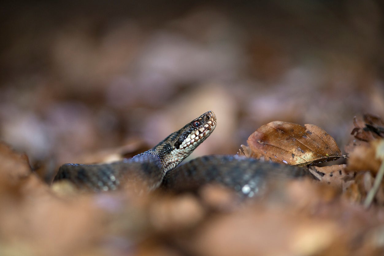 Vipère péliade (vipera berus)