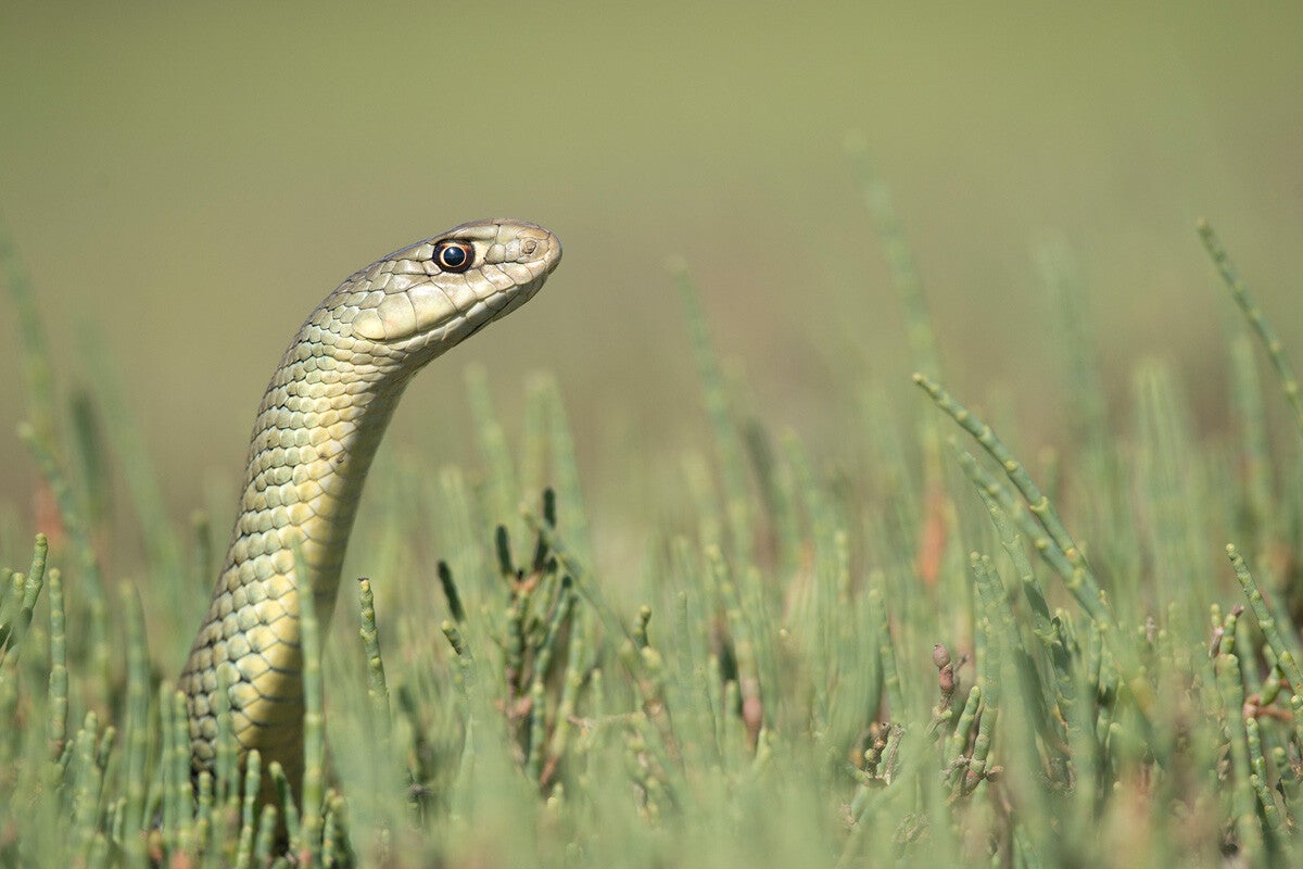 Couleuvres et vipères de France métropolitaine - French snakes