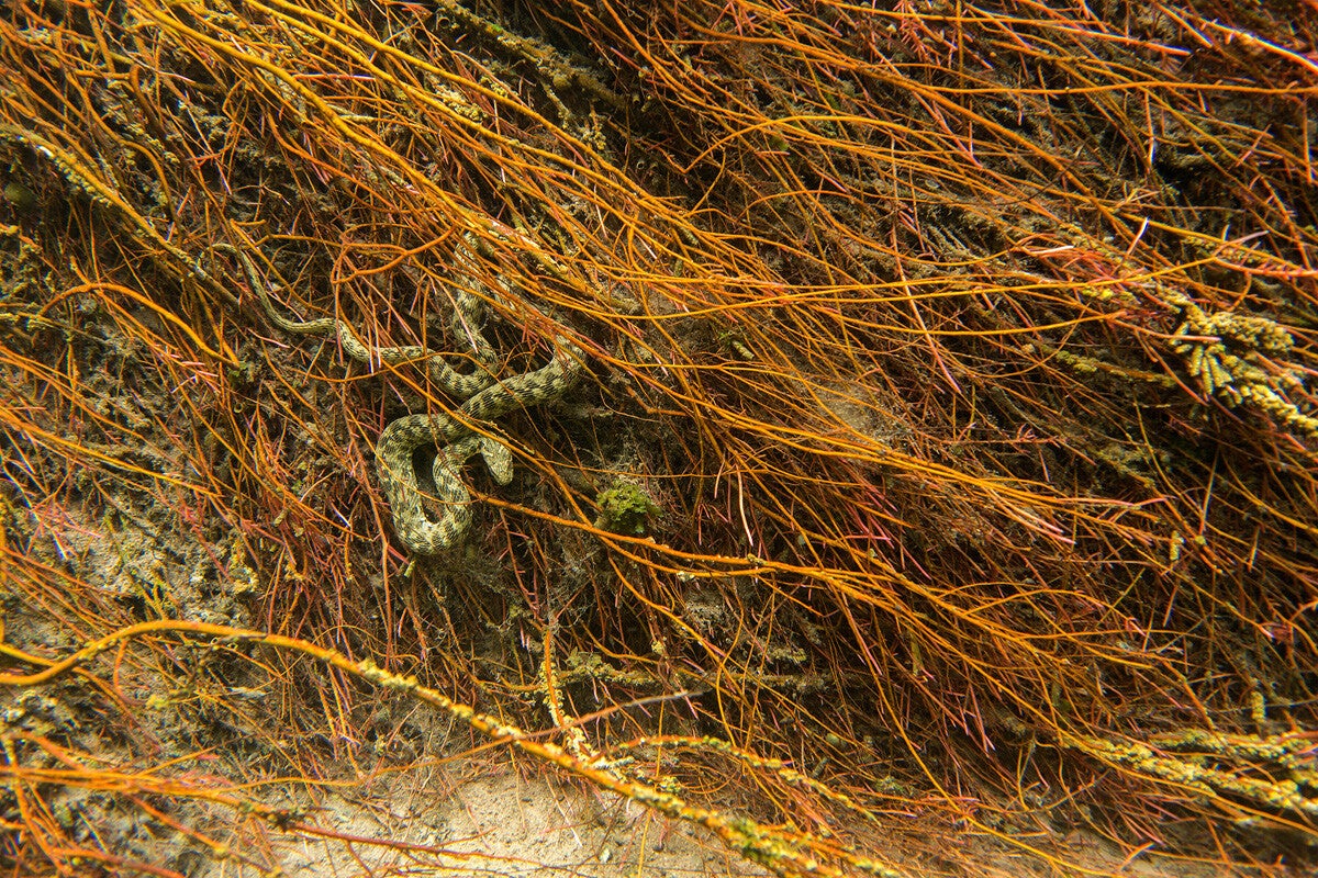 Couleuvre vipérine - Natrix maura