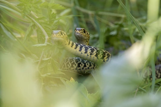 Couleuvre verte et jaune - Hierophis viridiflavus
