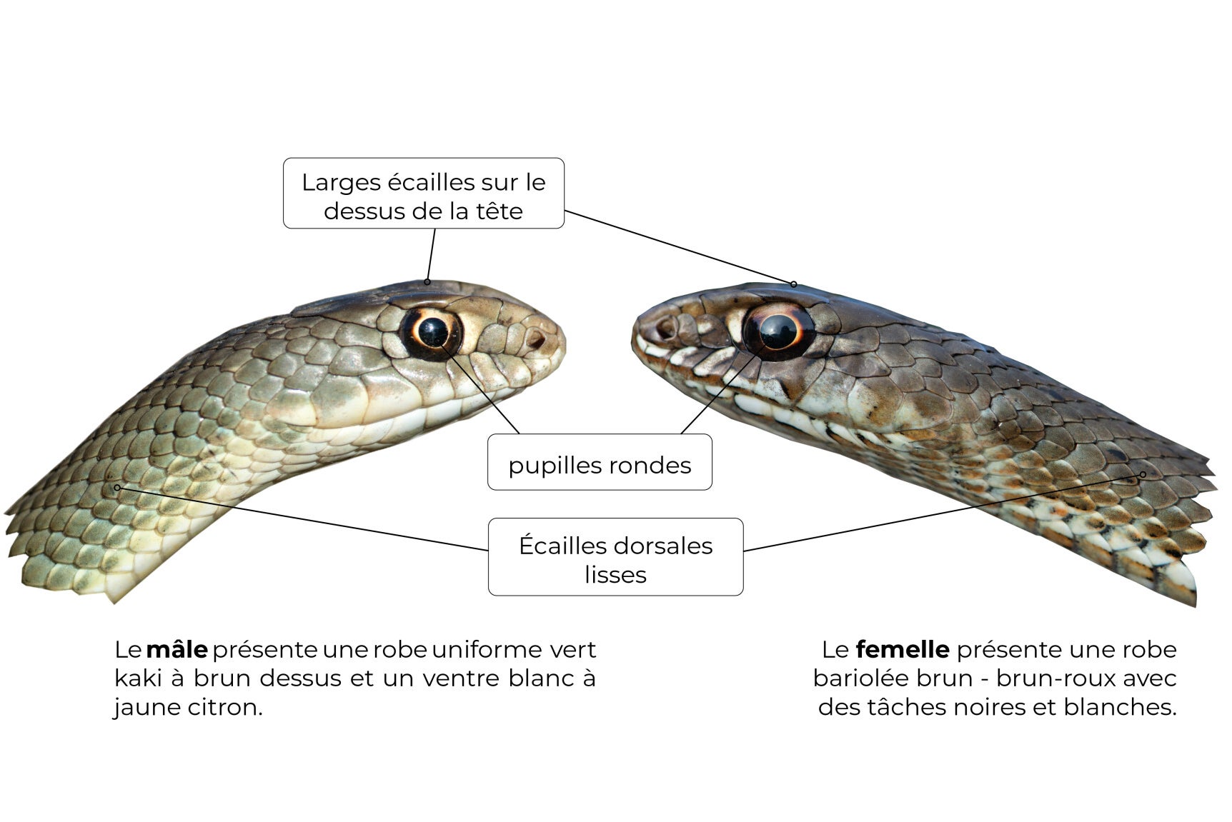 Serpents de France